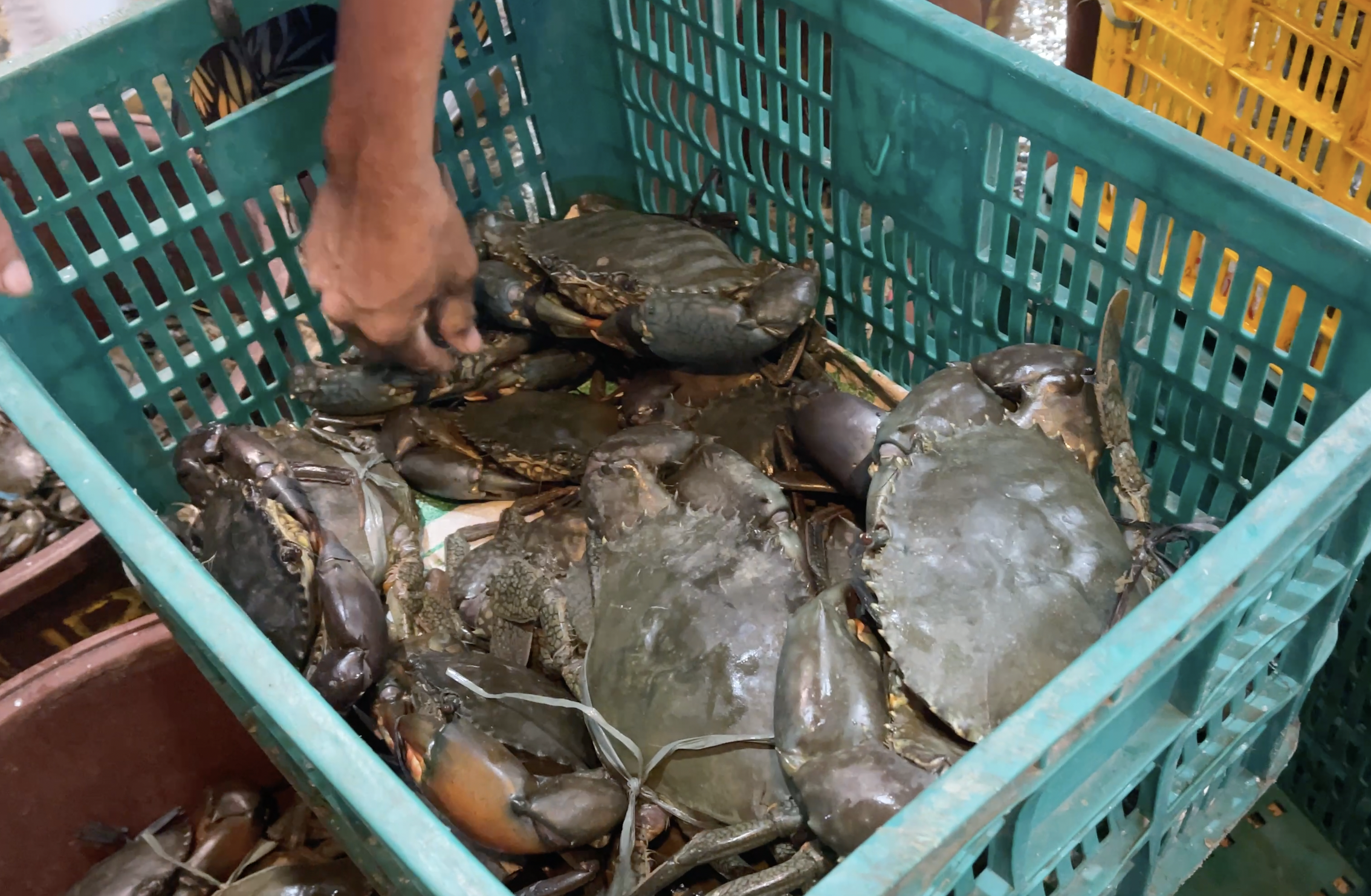Malabon Private Fish Market - Island Times