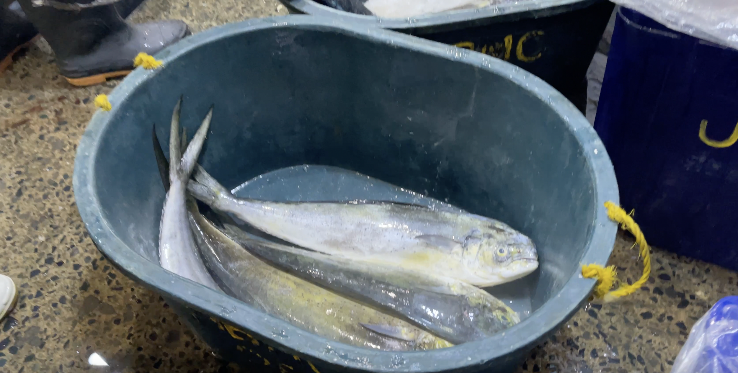 Malabon Private Fish Market - Island Times