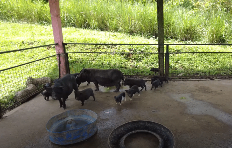 Philippines Zoo - Exploring the PH Wildlife - Island Times