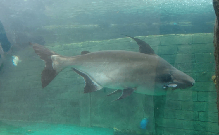 The Philippine Biodome - Manila Ocean Park's Newest Attraction ...